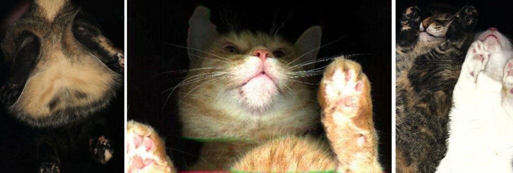 Webbkatter | Internetmuseum