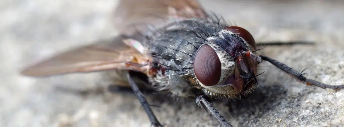 "Internet är en fluga" – sa aldrig Ines Uusmann | Internetmuseum