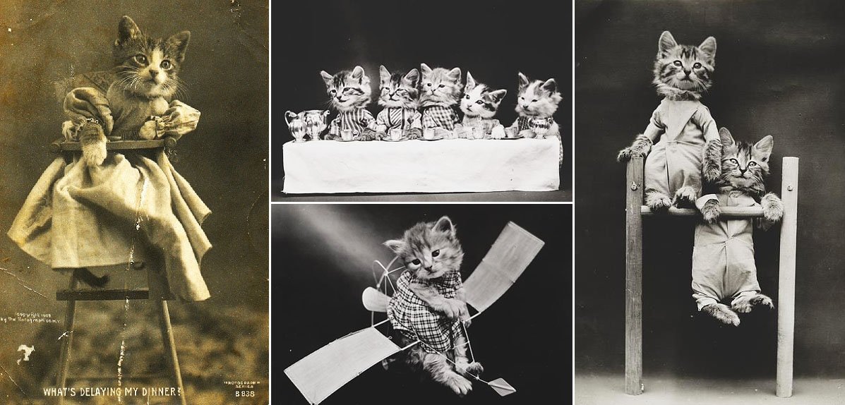 Webbkatter | Internetmuseum