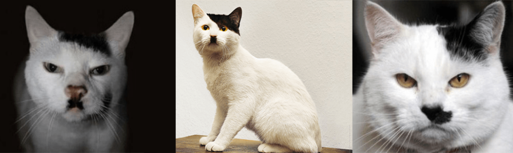 Webbkatter | Internetmuseum