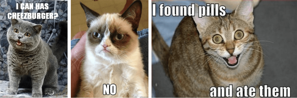 Lolcats – när katterna tar över internet | Internetmuseum