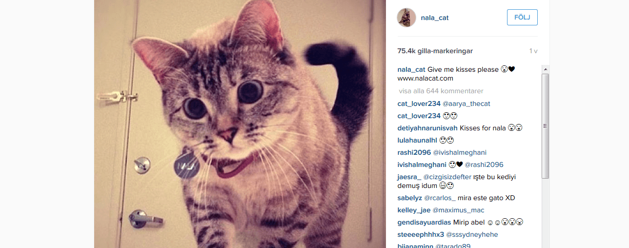 Webbkatter | Internetmuseum